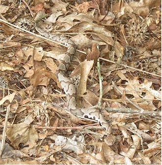 Camouflaged Snake